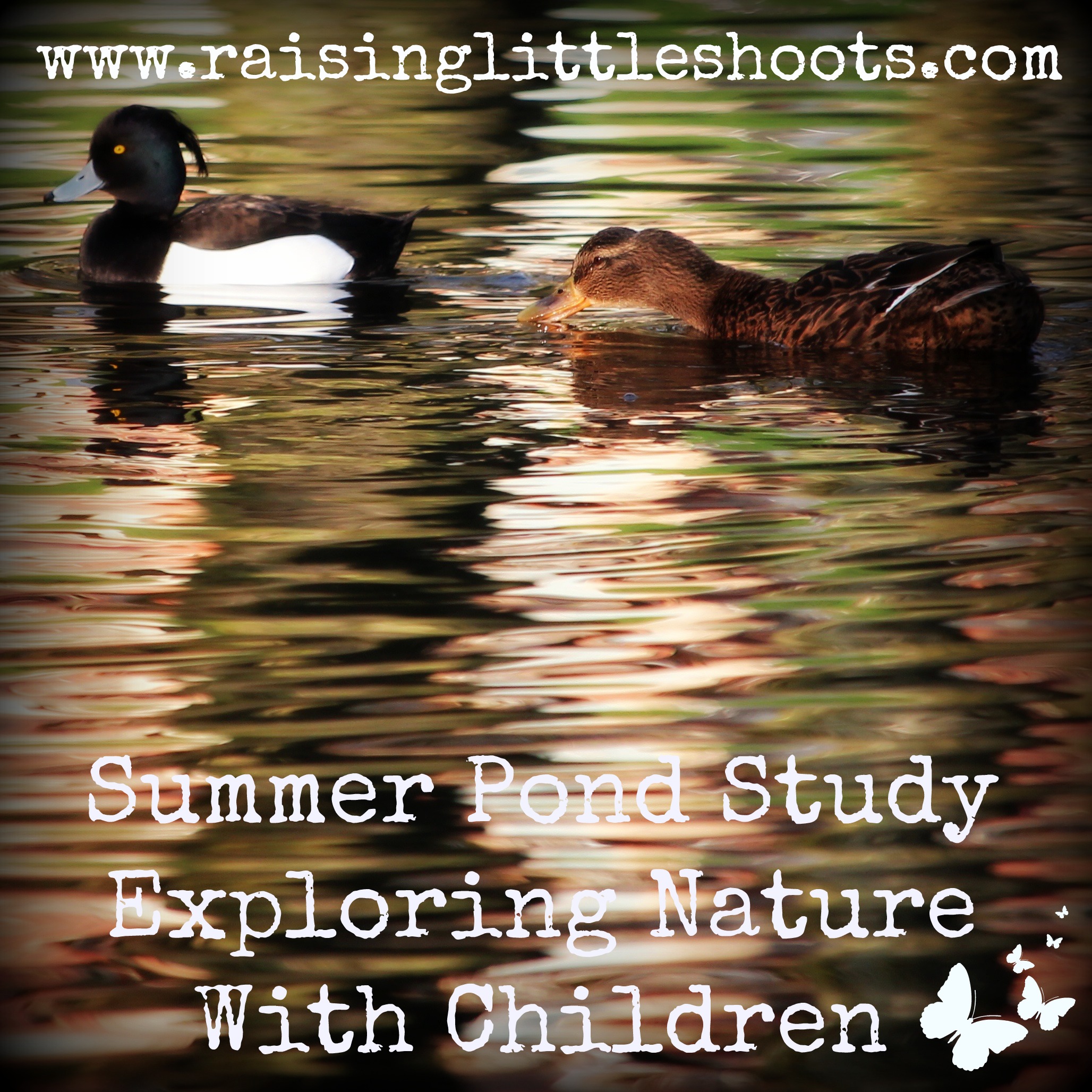 Summer Pond Study: Exploring Nature With Children