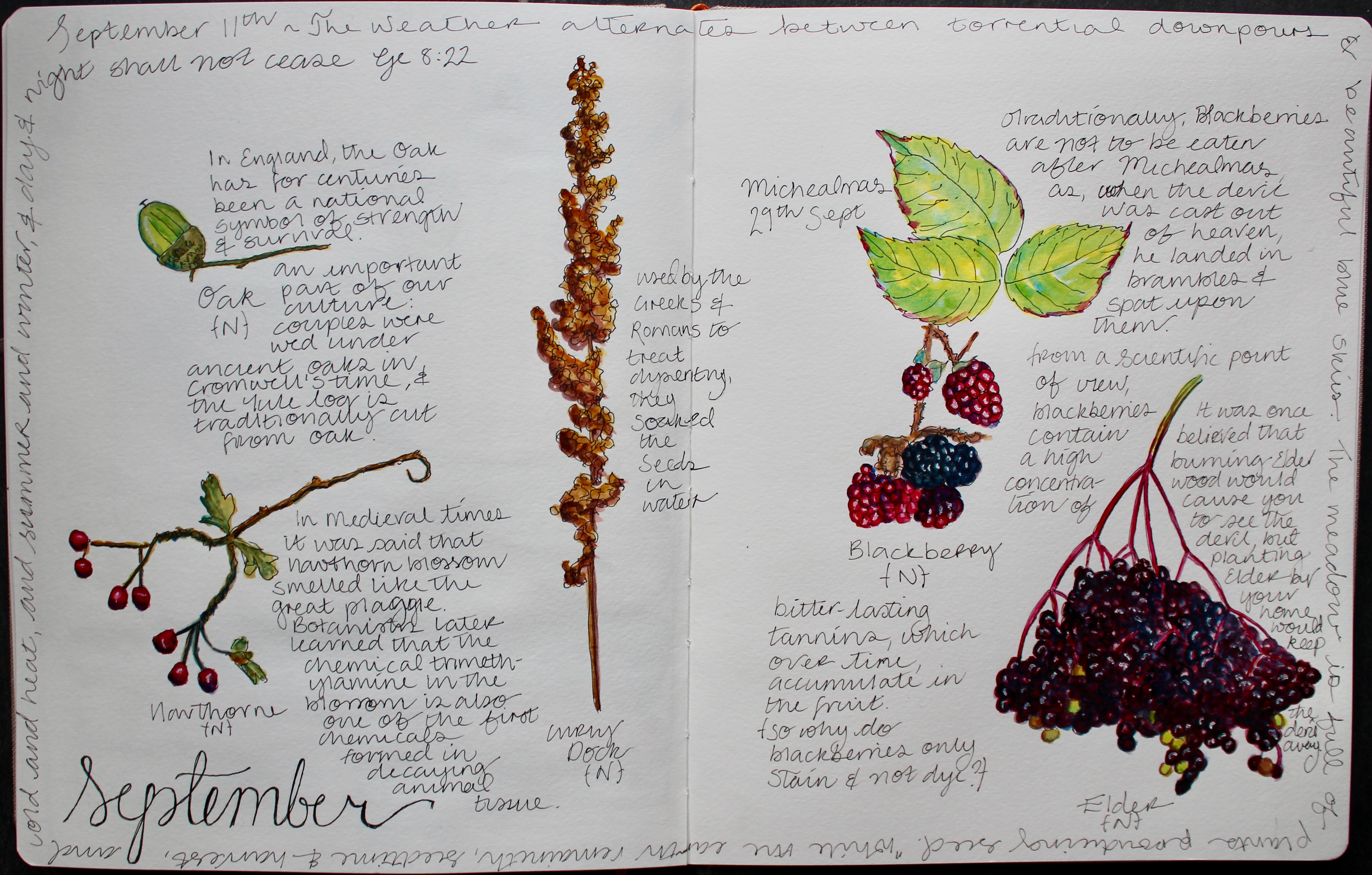 Our Nature Journals Week 37