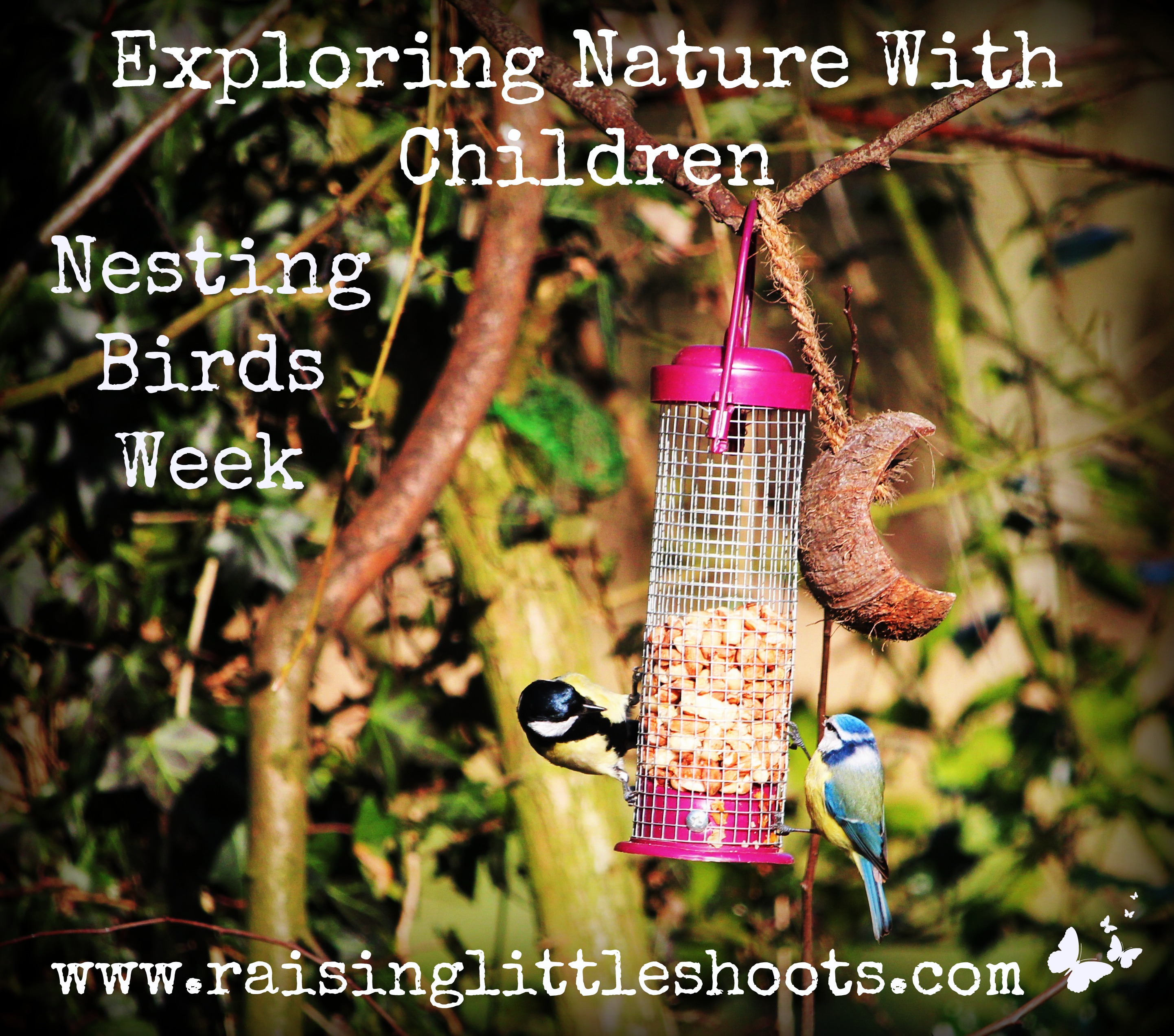 Nesting Birds Week : Exploring Nature With Children