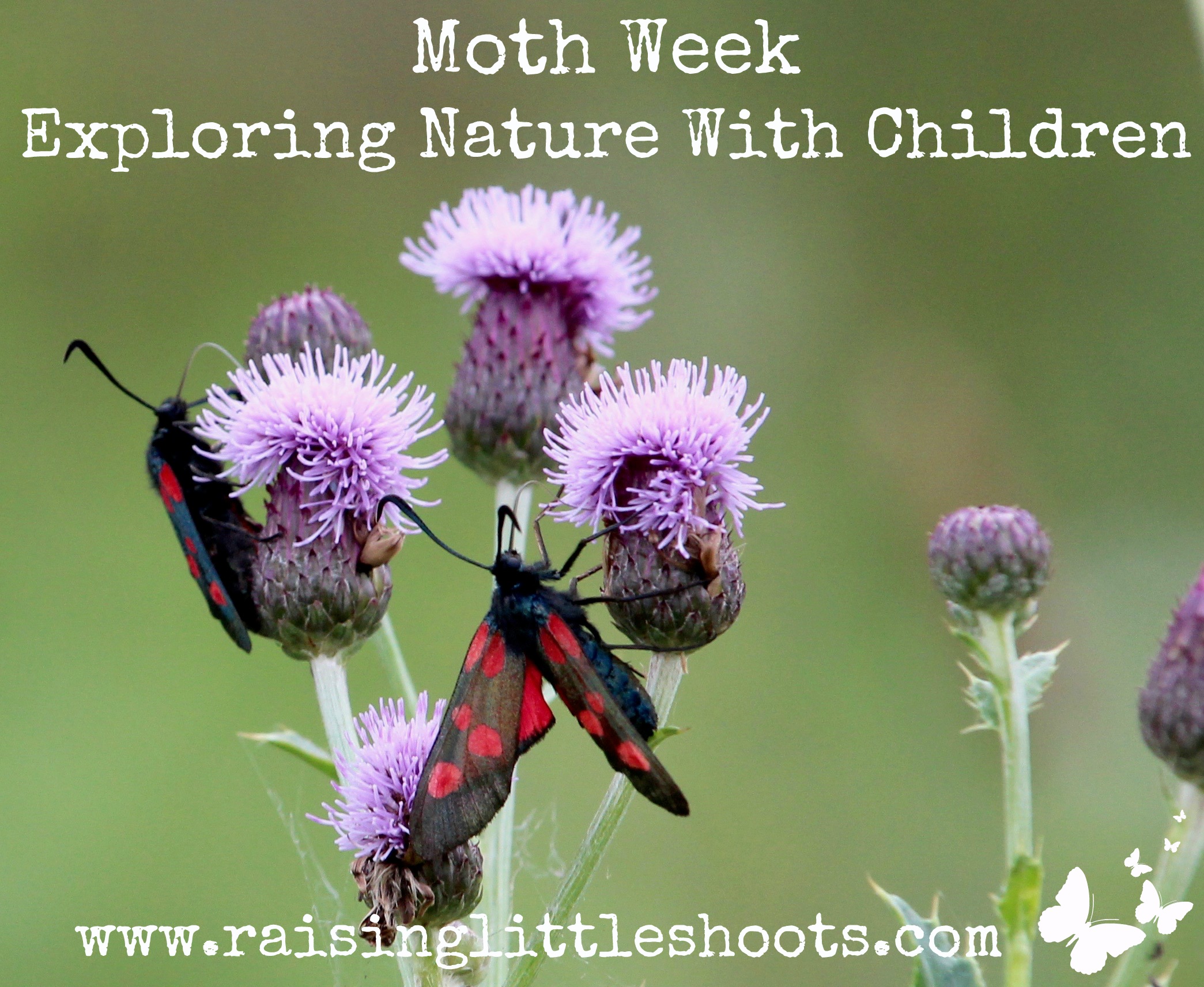Moth Week : Exploring Nature With Children
