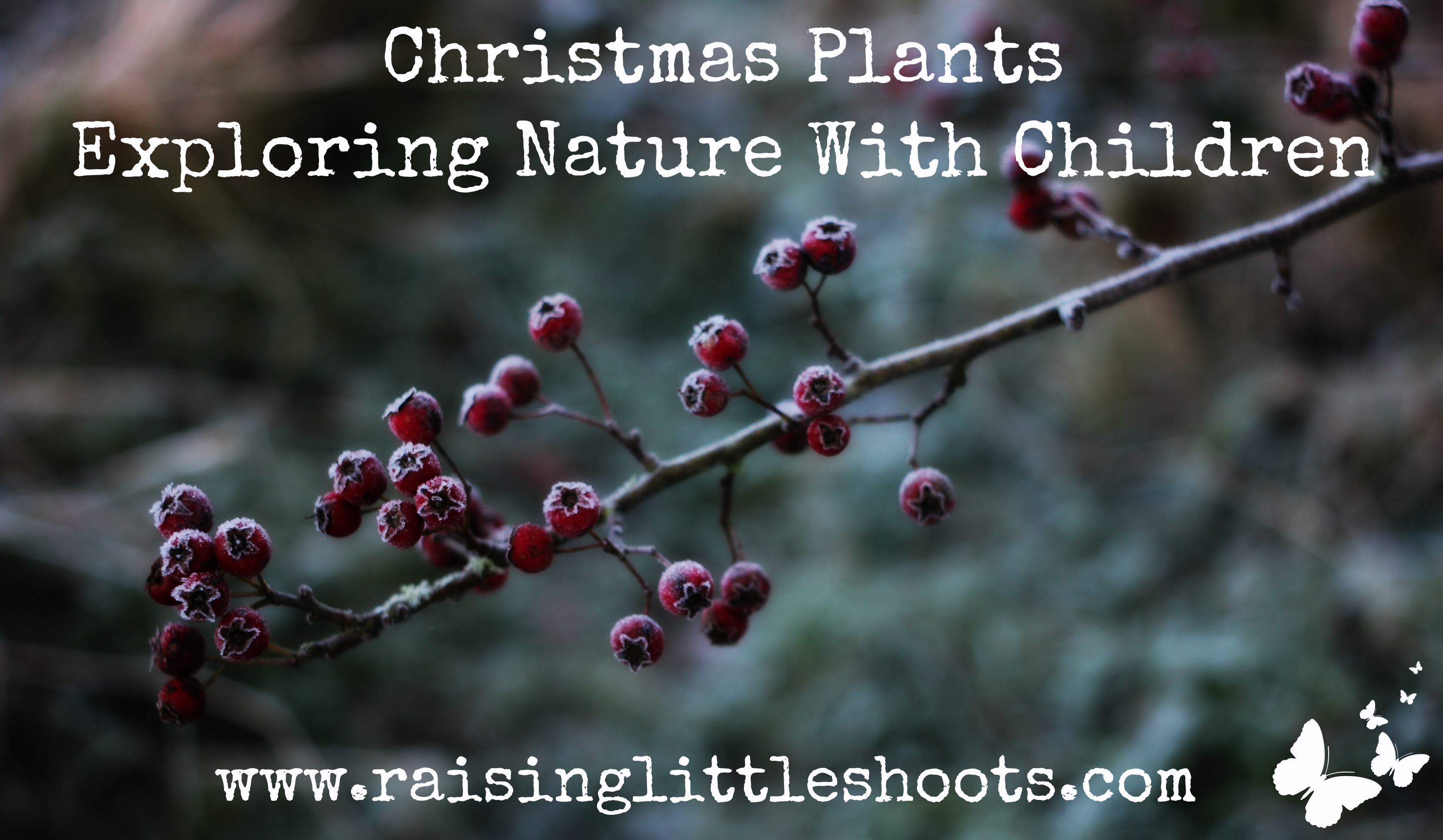 Christmas Plants Week | Exploring Nature with Children