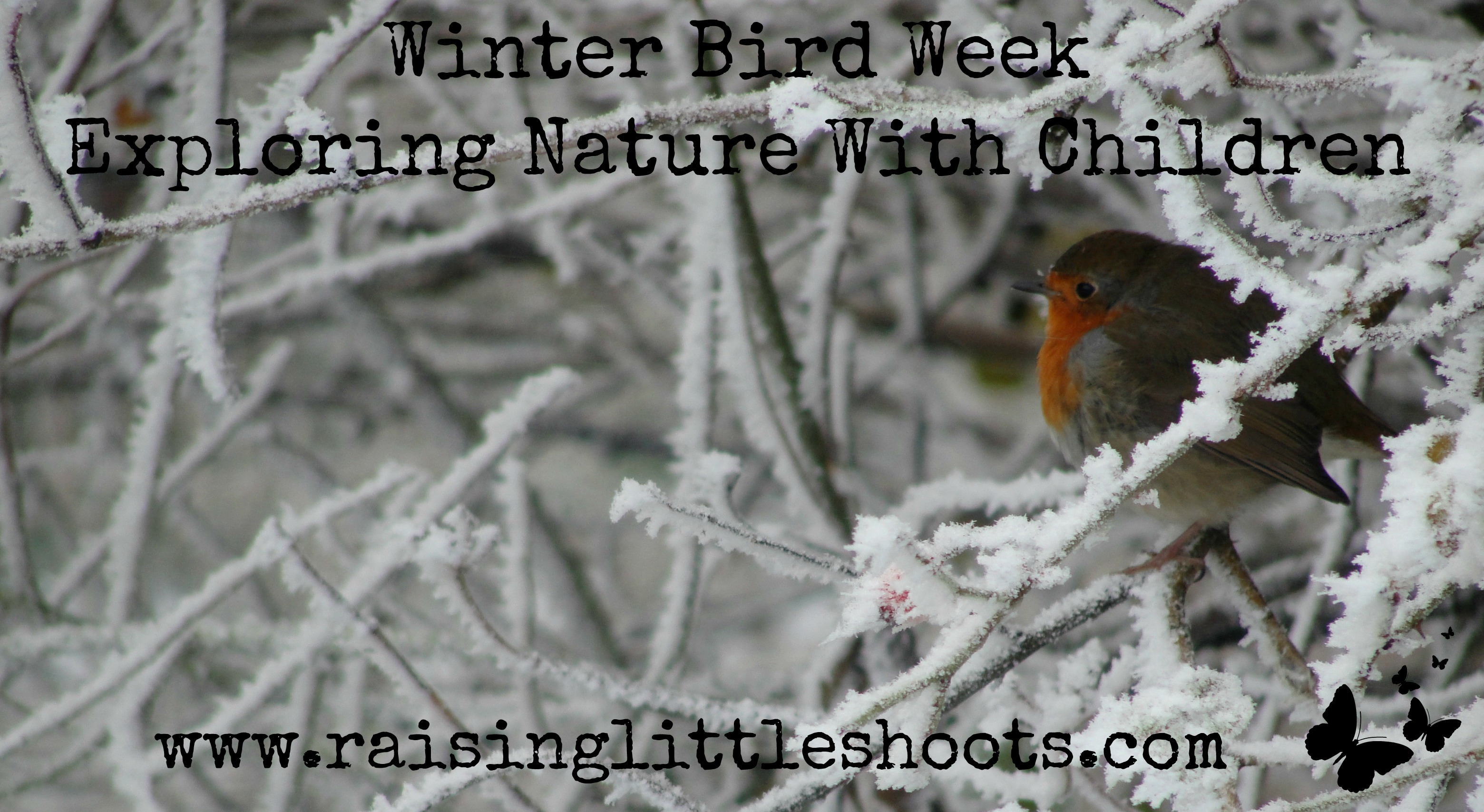 Winter Bird Week | Exploring Nature With Children