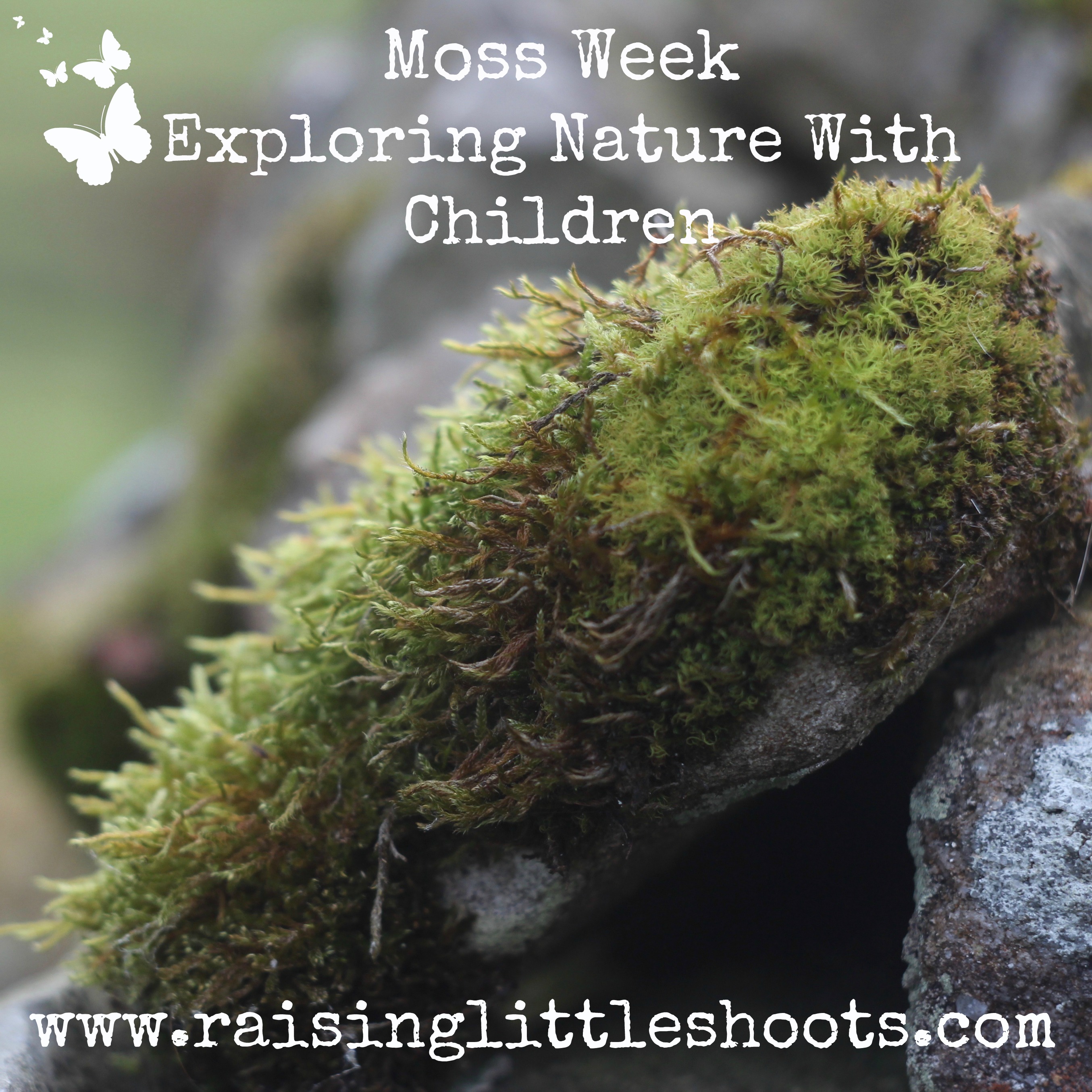 Moss Week | Exploring Nature With Children