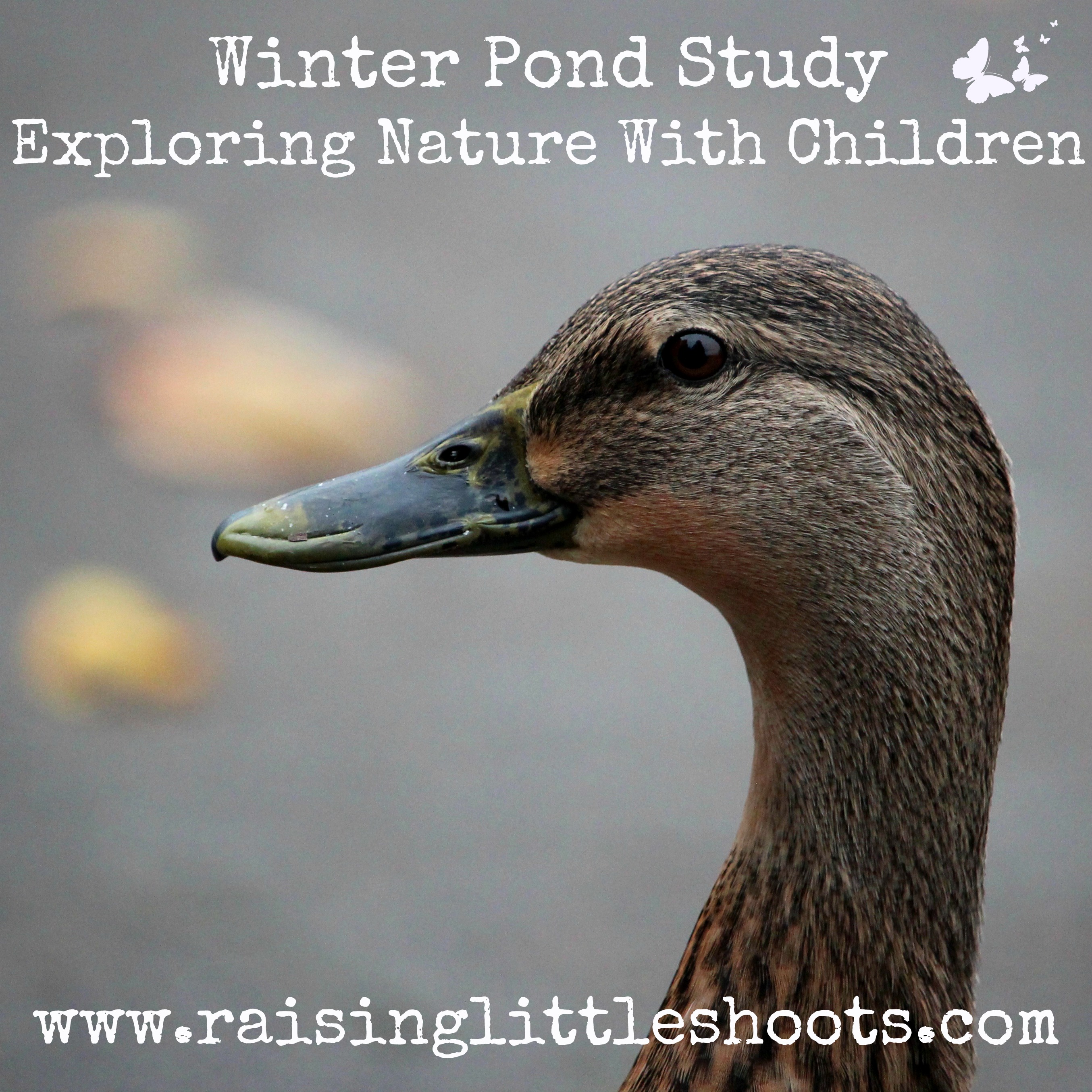 Winter Pond Study Week | Exploring Nature With Children