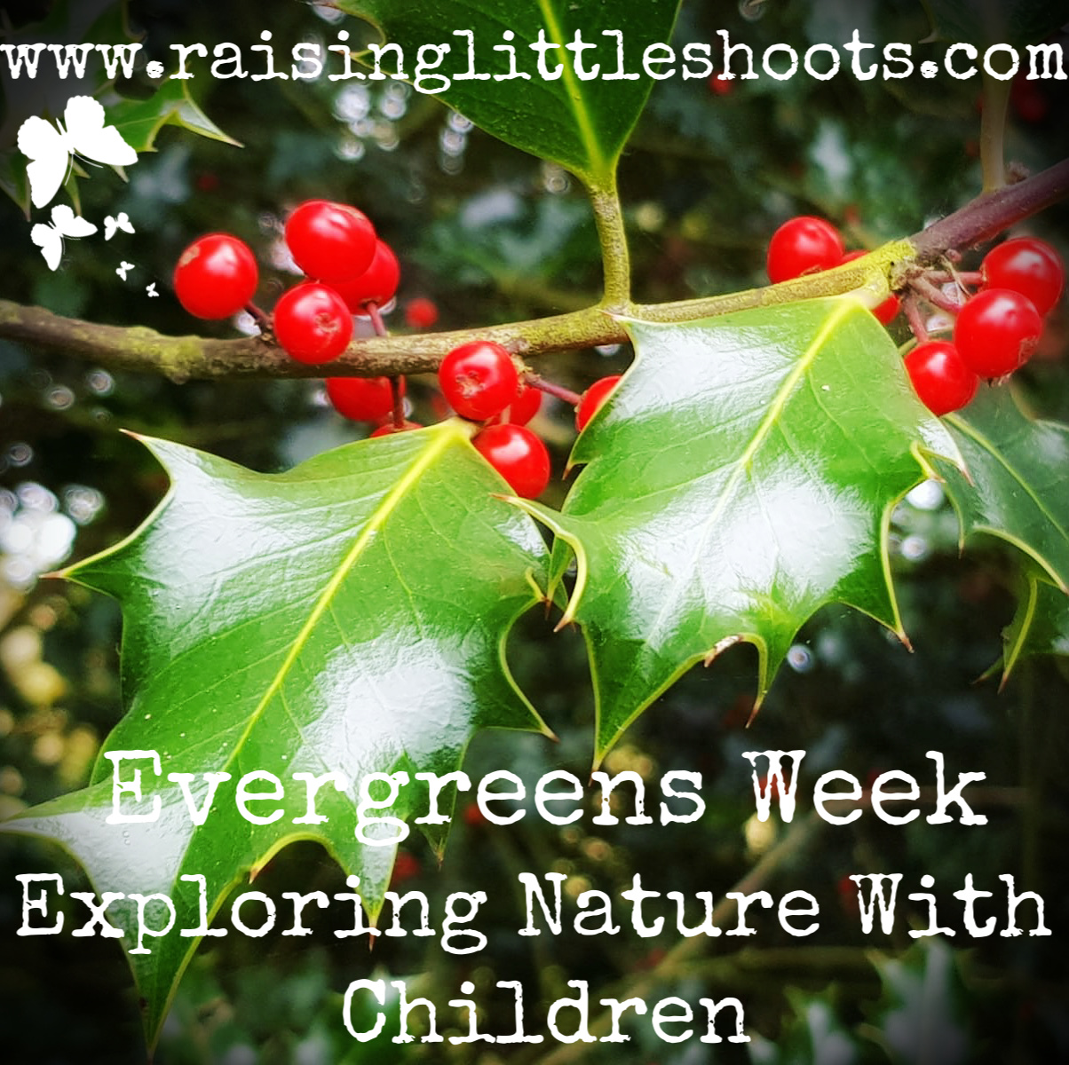 Evergreen Week | Exploring Nature With Children