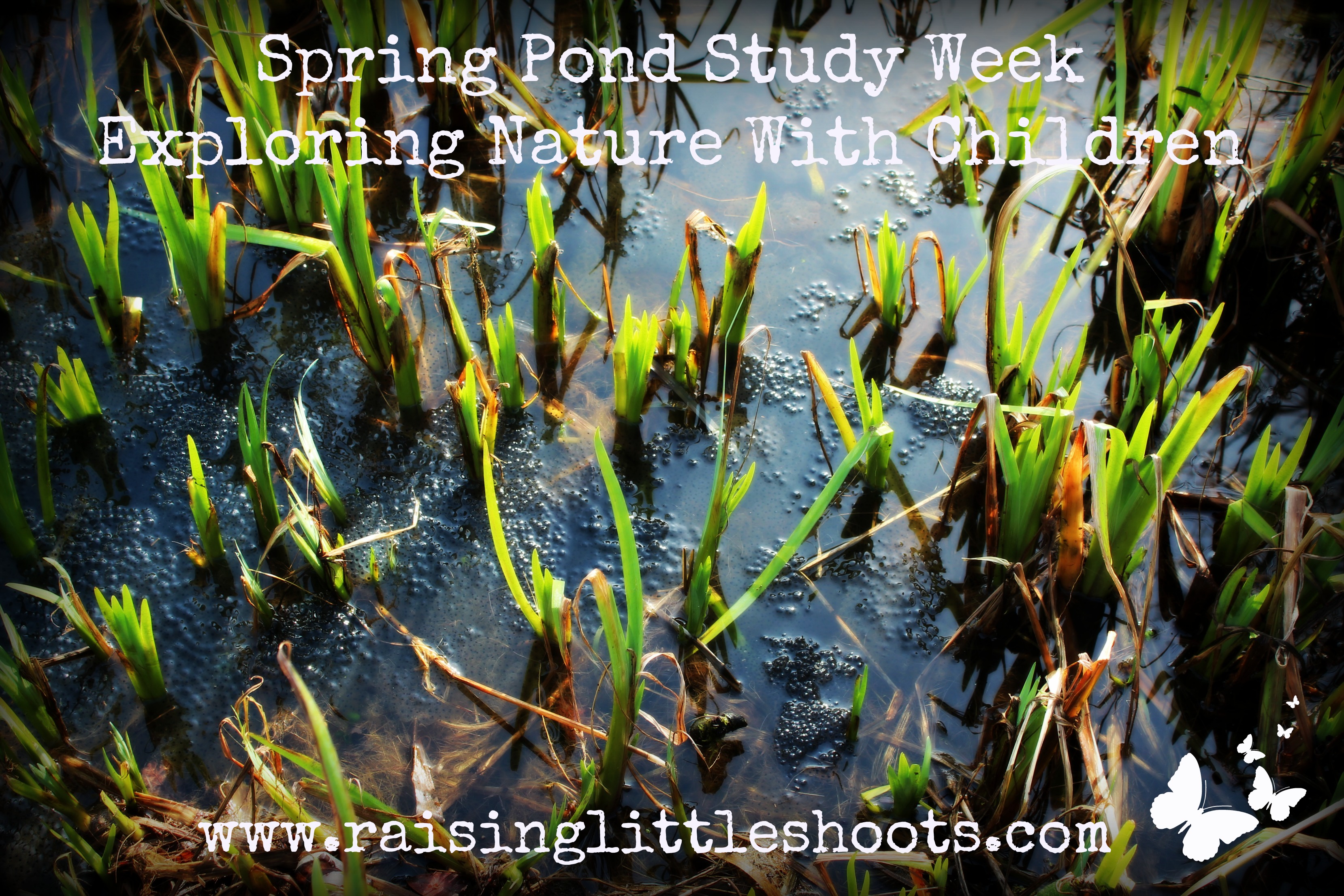 Spring Pond Study | Exploring Nature With Children