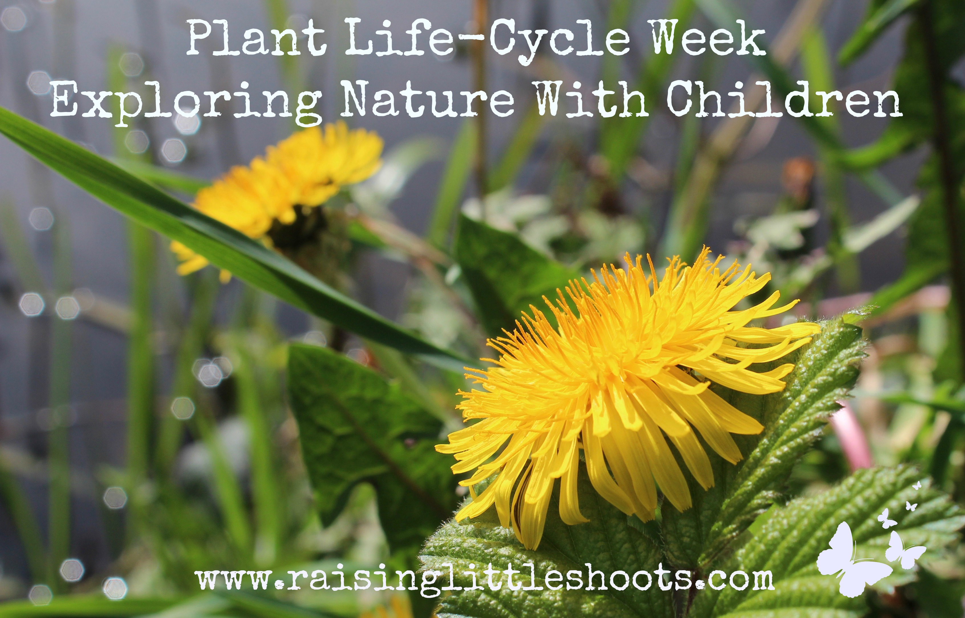 Plant Life Cycle Week | Exploring Nature With Children