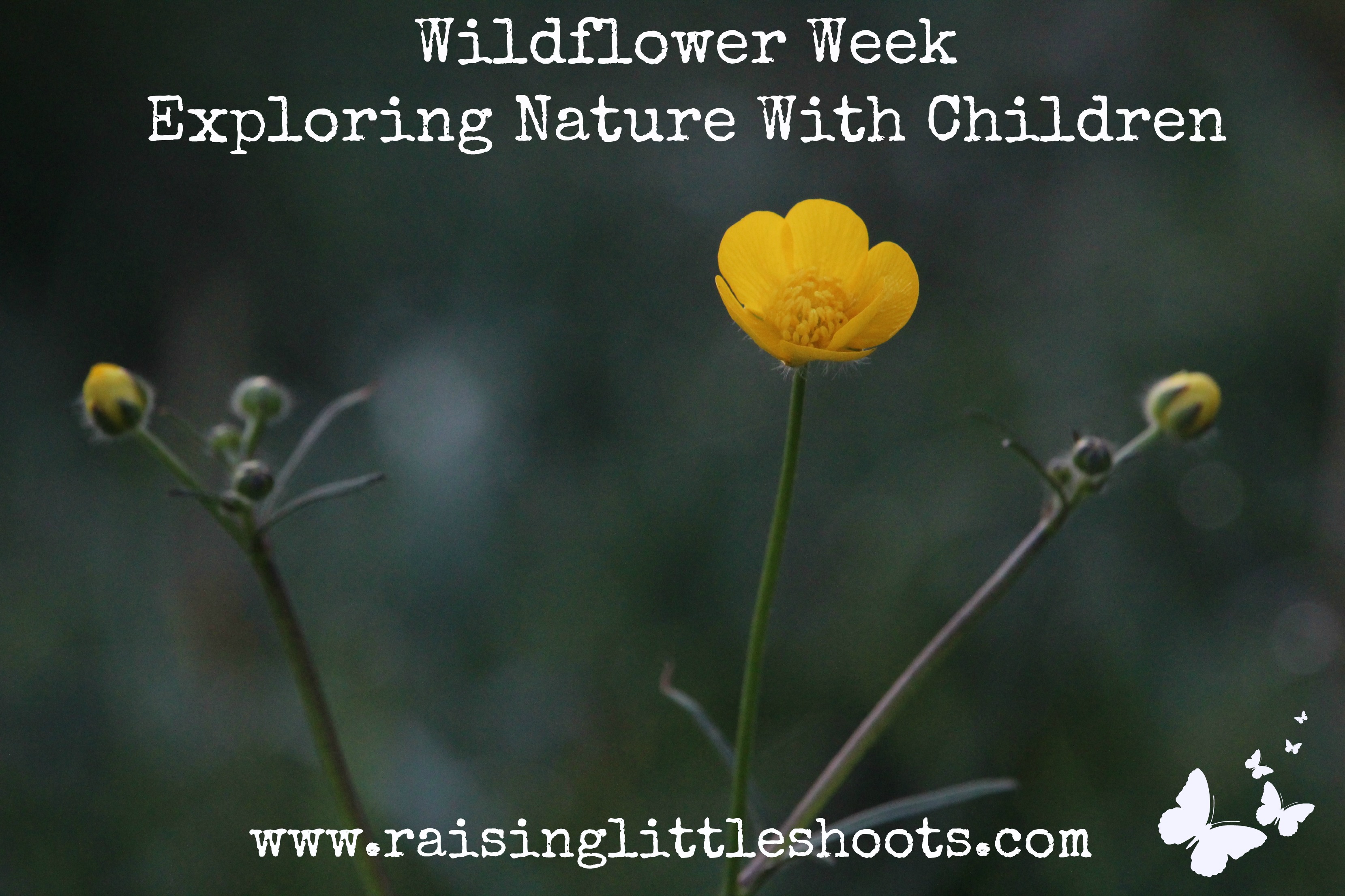 Wildflowers Week | Exploring Nature With Children