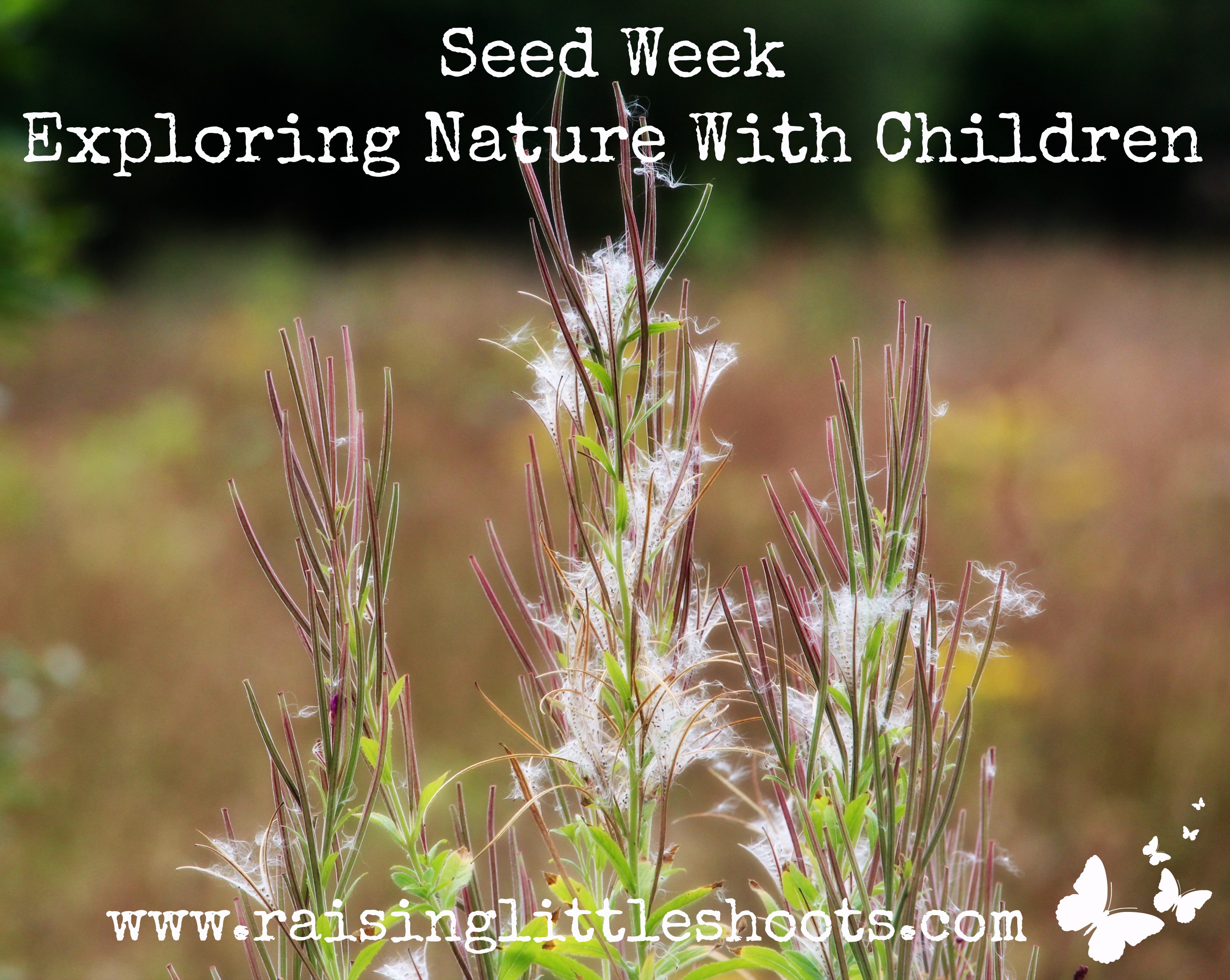 Seed Week | Exploring Nature with Children