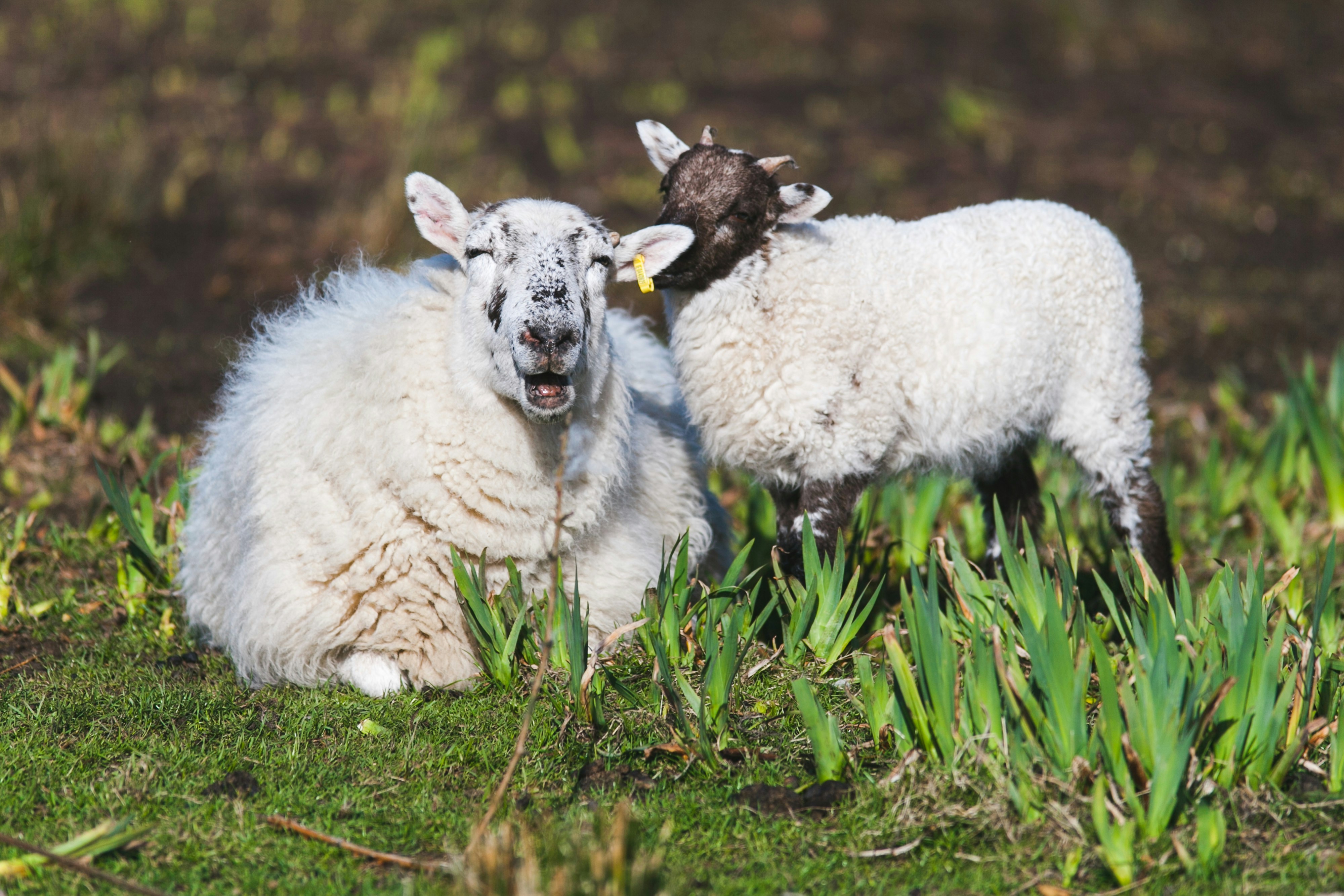 A Mothering Sunday Invitation