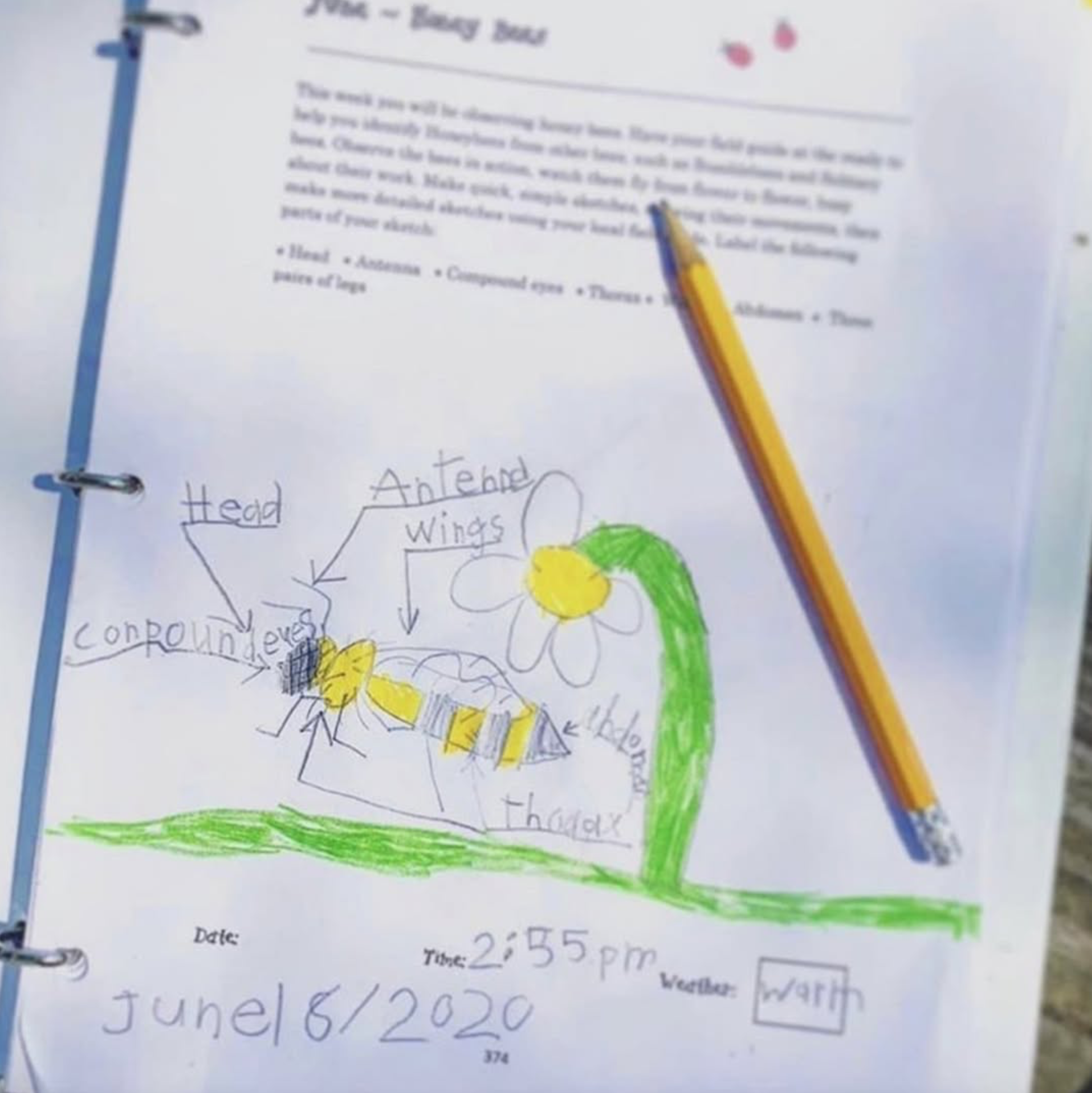 Keeping a Record of Nature Study